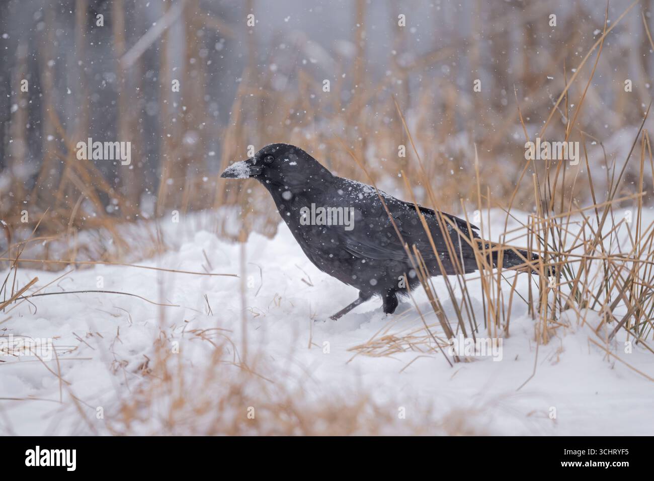 American Crow (Corvus brachyrhynchos). March snowstorm in Acadia ...