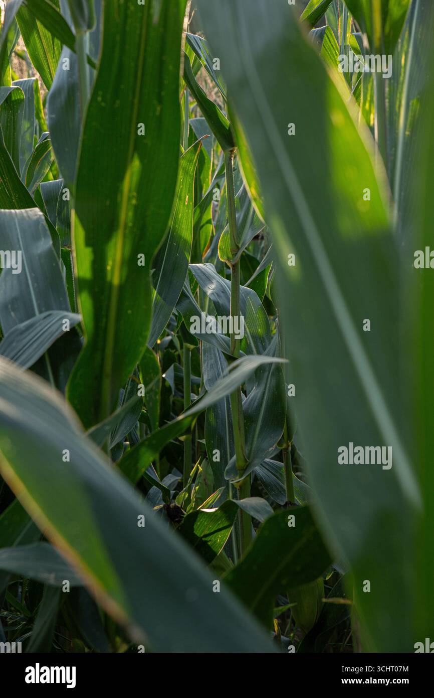 Corn Field Interior View with Layered Green Foliage Stock Photo - Alamy