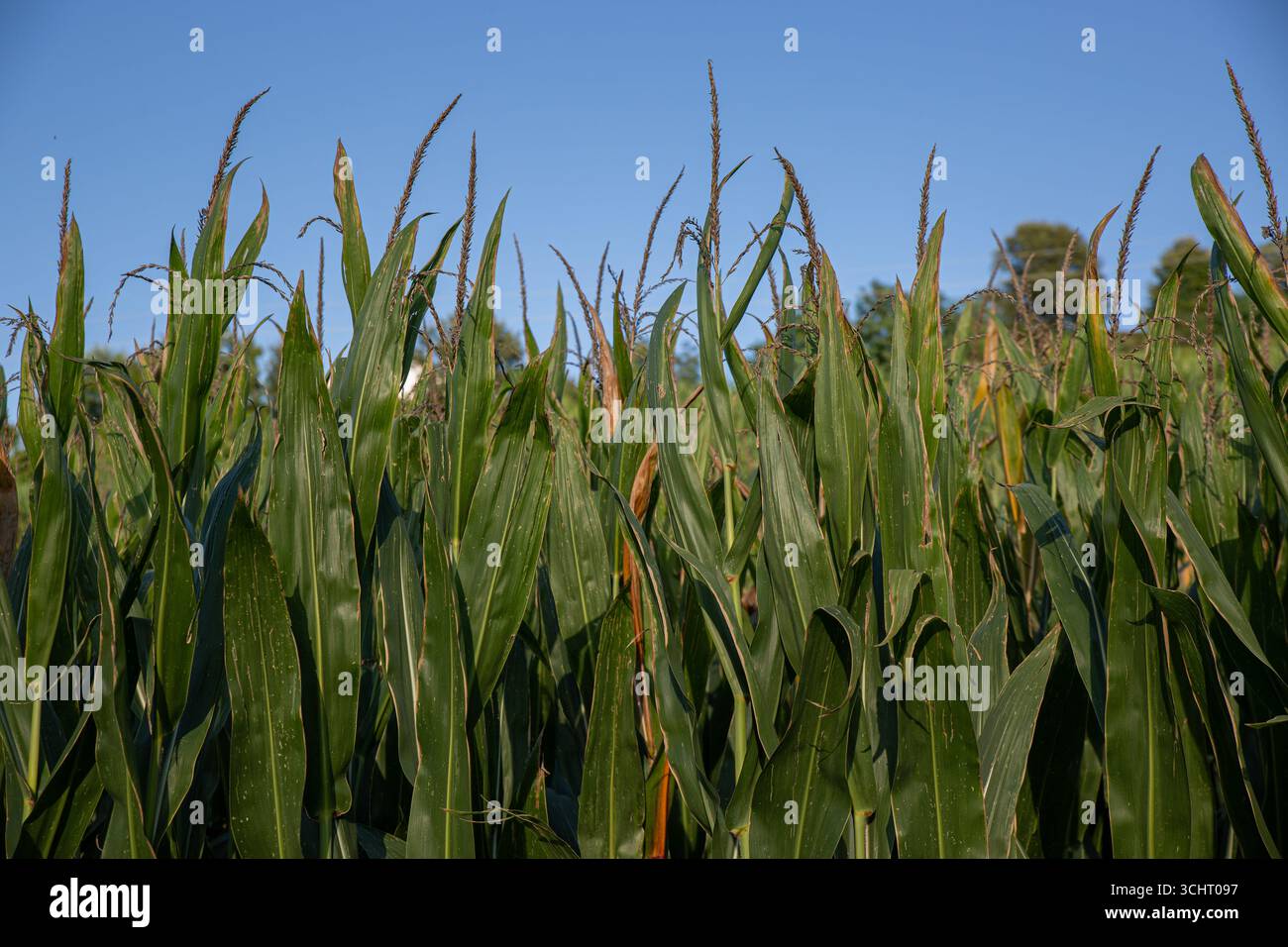 Corn Field Edge Showing Crop Density and Height Stock Photo - Alamy