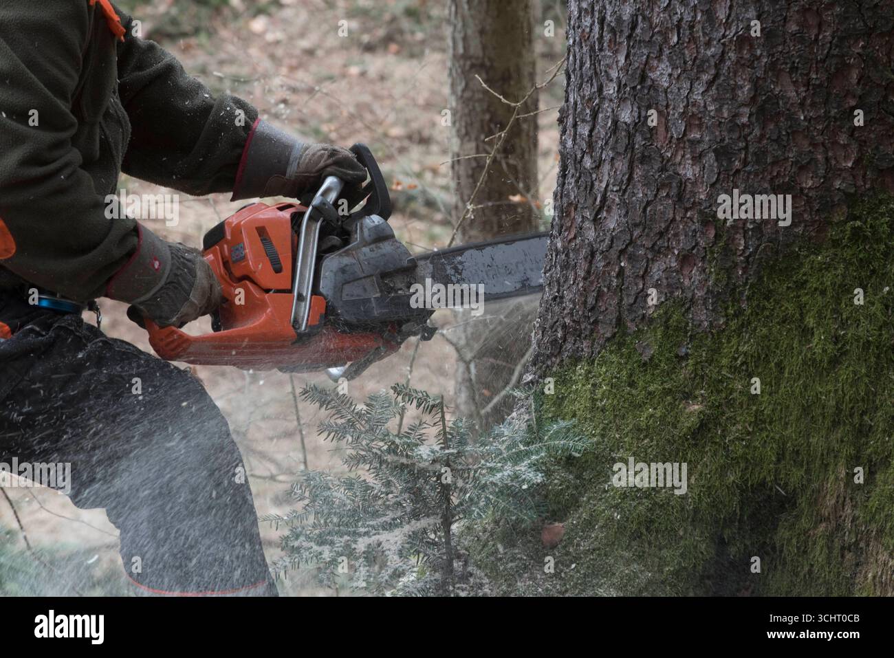 a lumberjack with a chainsaw cutting trees in the forest Lumberjack ...