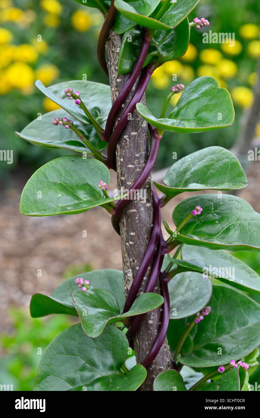 Shining leaves and pink summer flowers of Twining tender vegetable ...