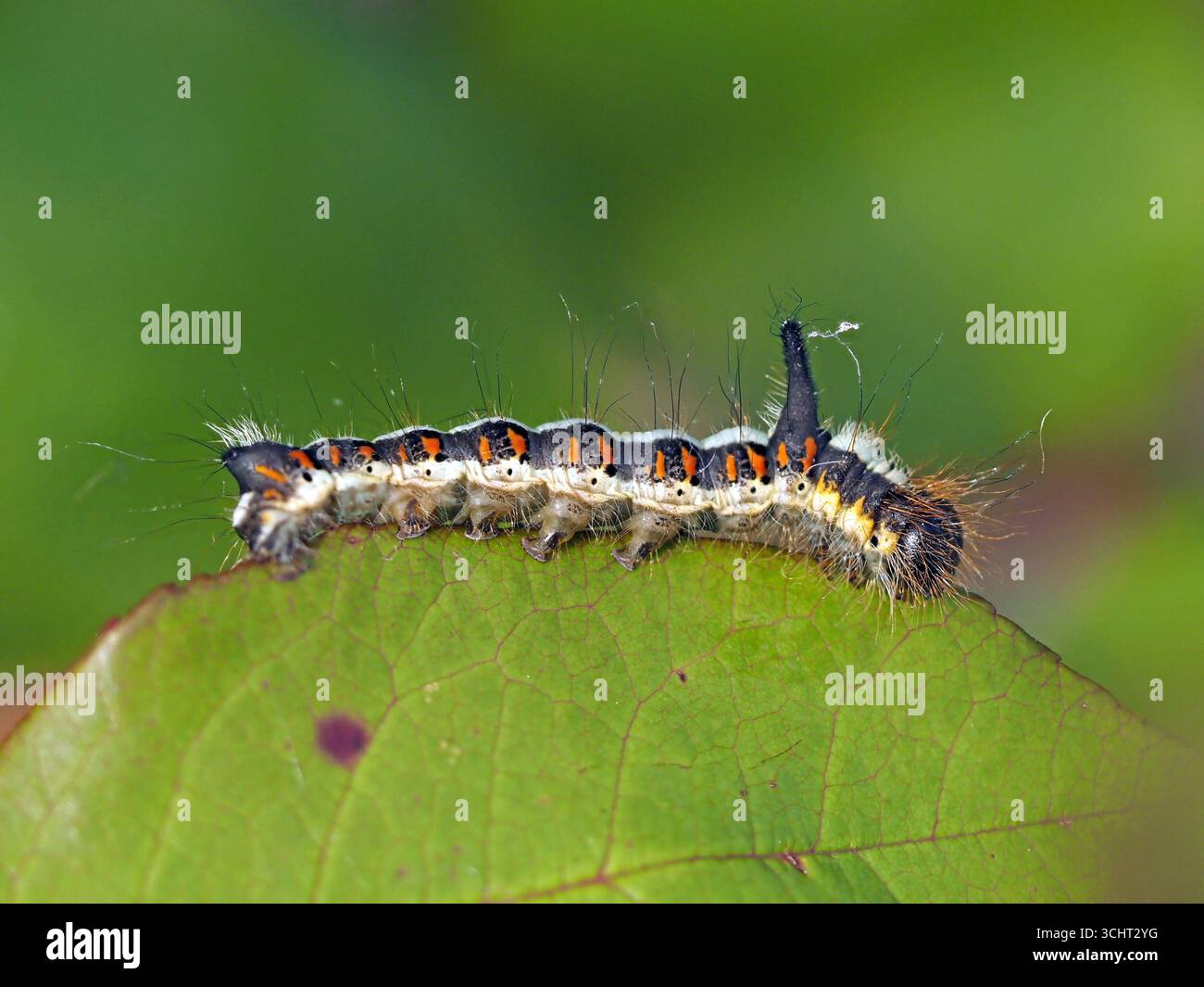 detailed close-up of Grey Dagger moth caterpillar (Acronicta psi) a ...