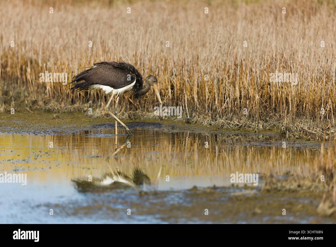 Black stork Ciconia nigra, juvenile wading in pool, Boyton & Hollesley ...