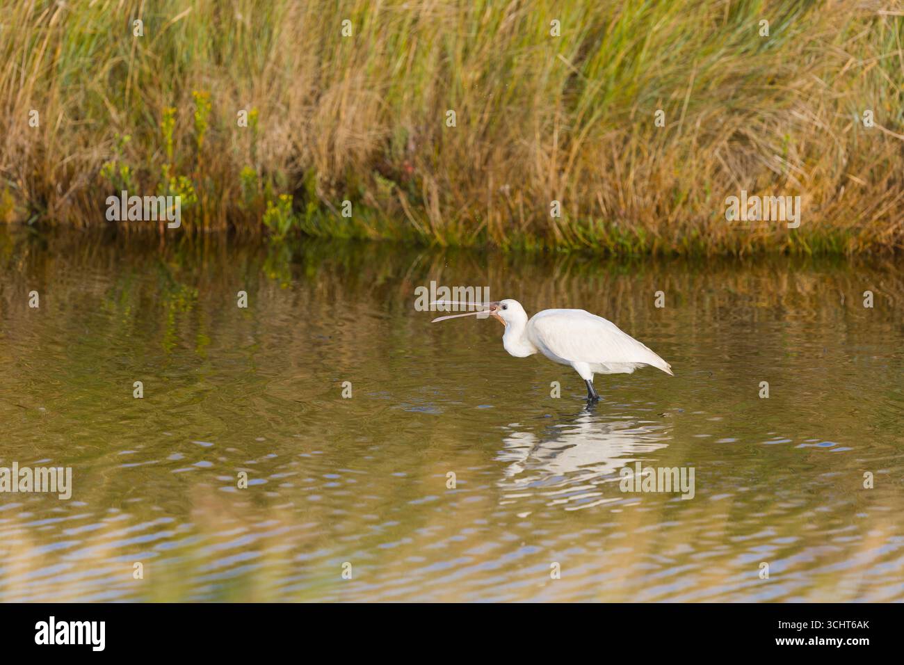 Eurasian spoonbill Platalea leucorodia, juvenile feeding on freshwater ...