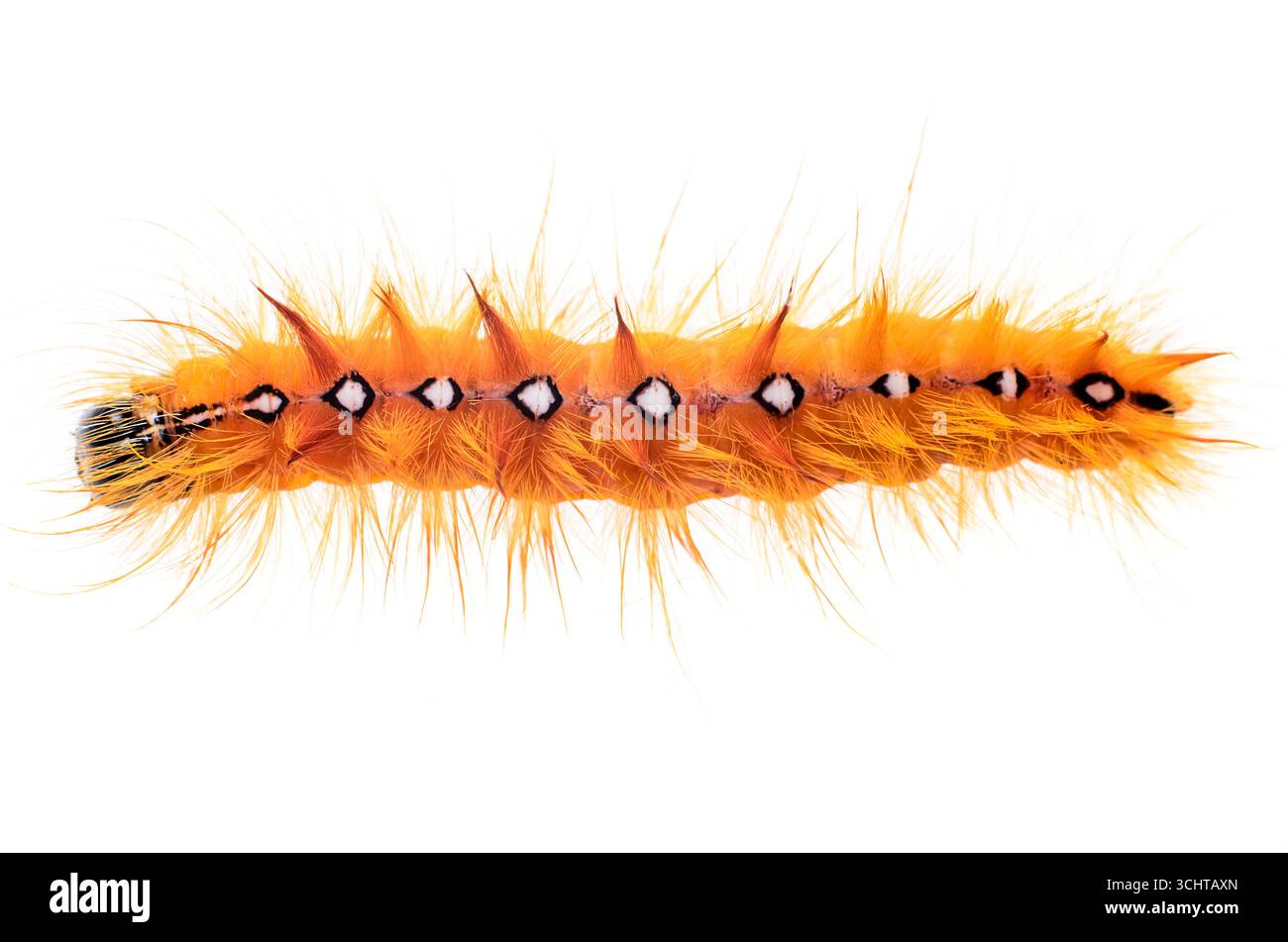 Single hairy yellow caterpillar crawling on white background showing ...