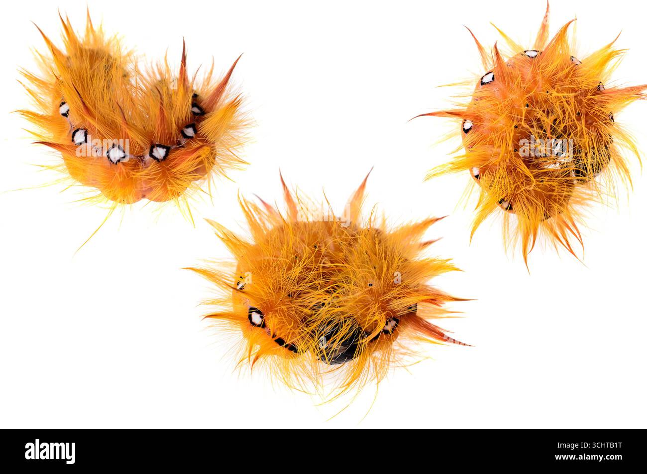 Three hairy yellow caterpillars curled in different positions on white ...