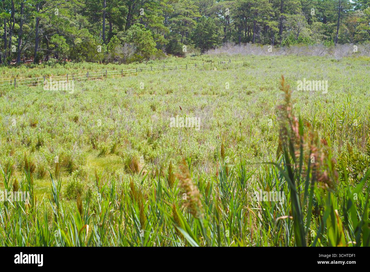 Overlooking pristine salt marsh wetlands at Asseteague Island National ...