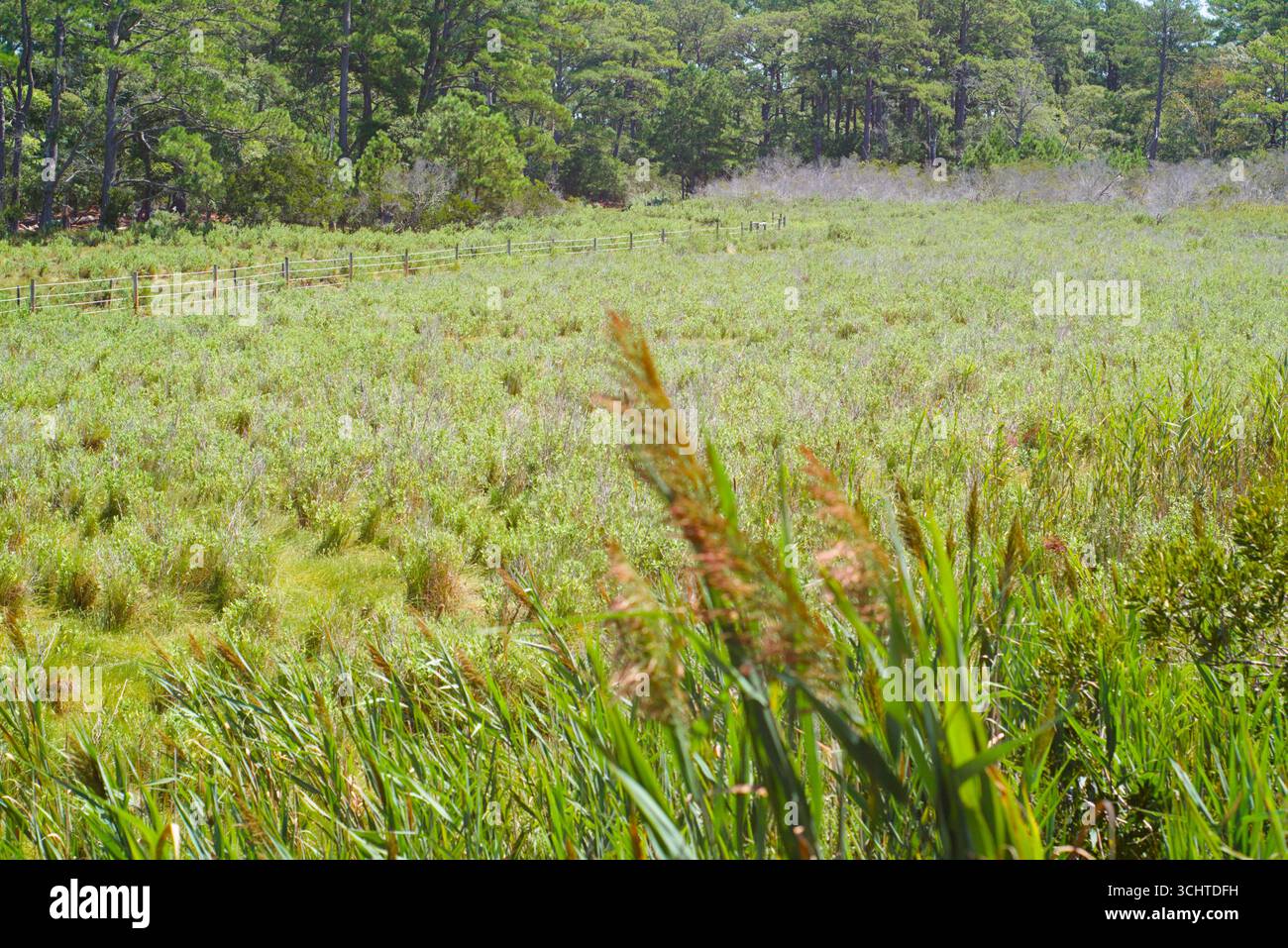 Overlooking pristine salt marsh wetlands at Asseteague Island National ...