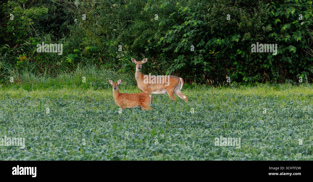 White-tailed doe and fawn in a northern Wisconsin soybean field Stock ...