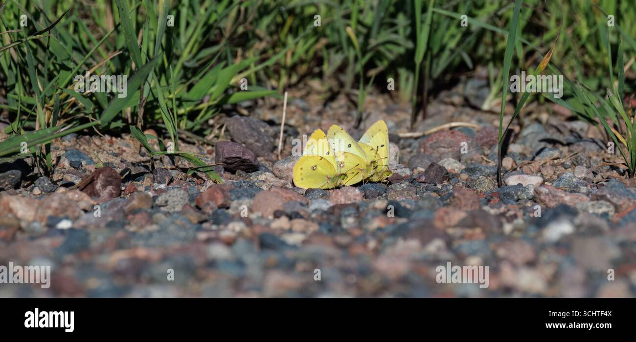 Clouded sulphur on an August morning in northern Wisconsin Stock Photo ...
