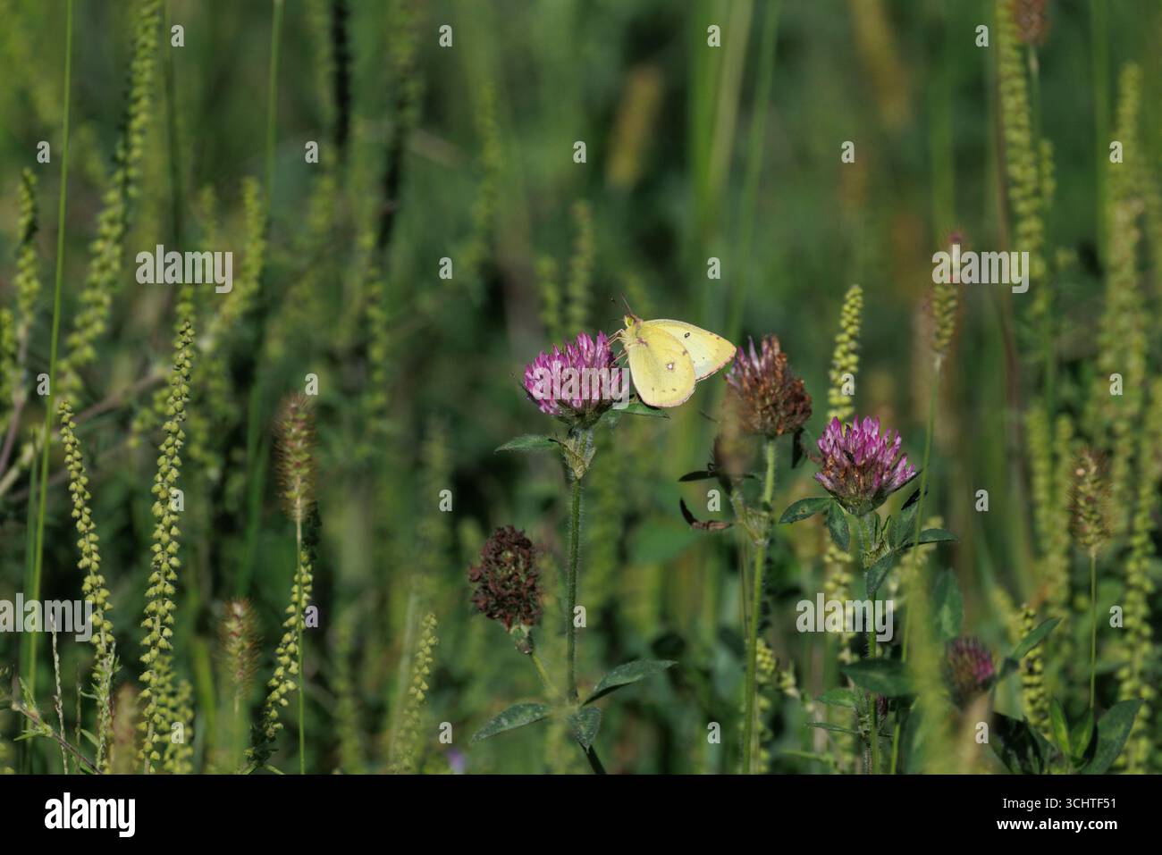 Clouded sulphur on an August morning in northern Wisconsin Stock Photo ...