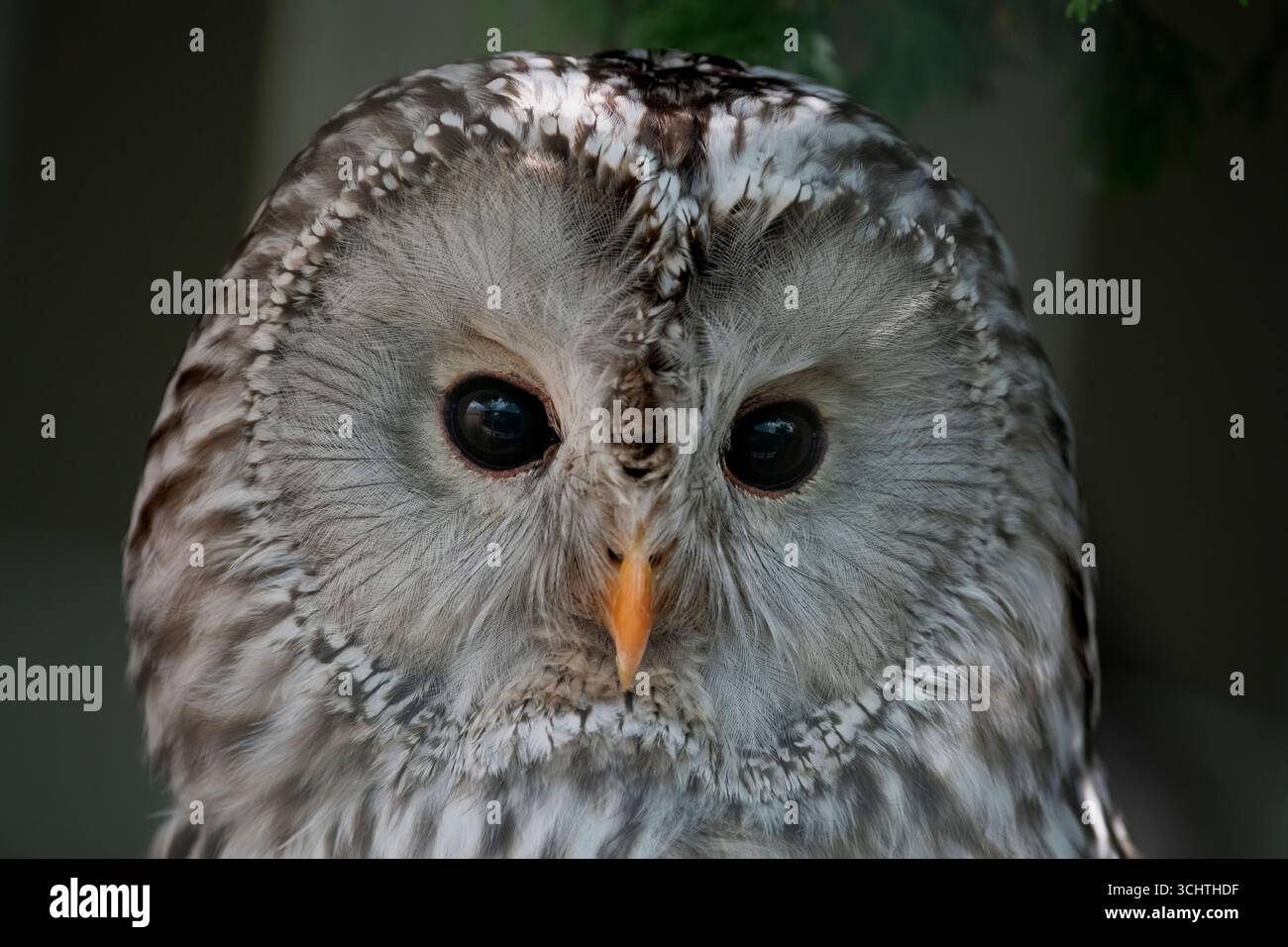 The Ural owl (Strix uralensis) is a large nocturnal owl. It is a member ...