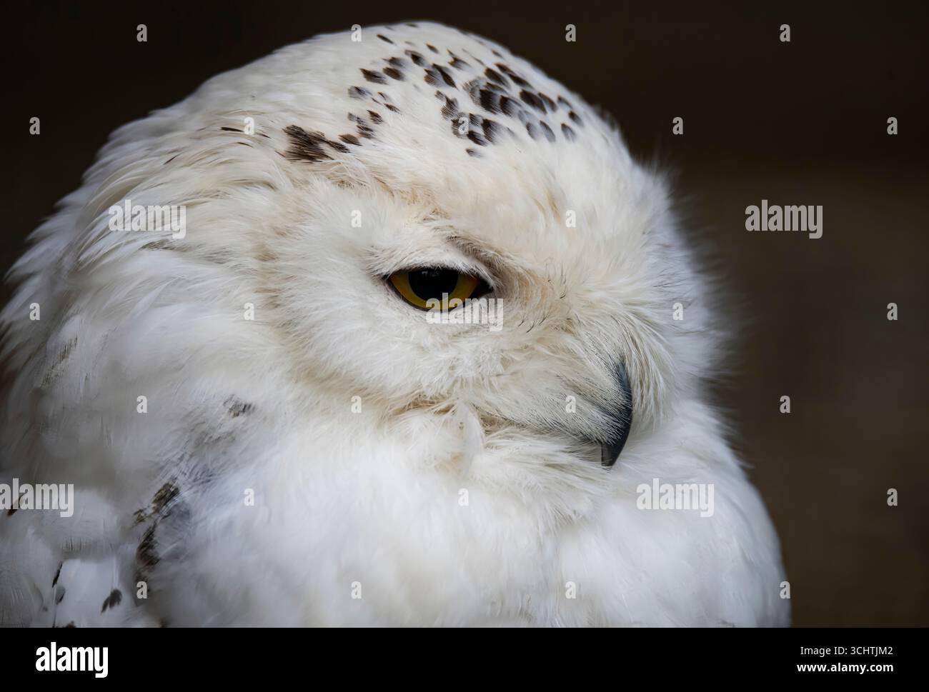 The Snowy Owl (Bubo scandiacus), also known as the Polar, White and ...
