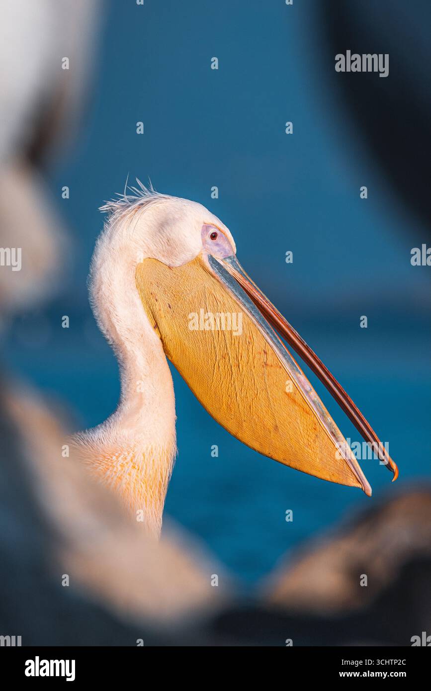 Lake Kerkini in Greece is a top spot to see Dalmatian pelicans—majestic ...