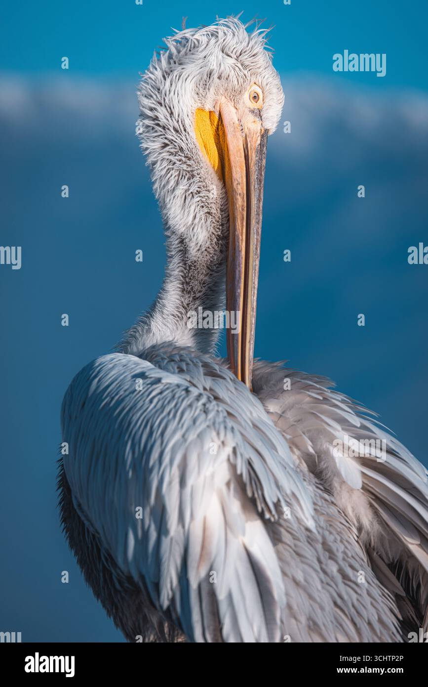Lake Kerkini in Greece is a top spot to see Dalmatian pelicans—majestic ...