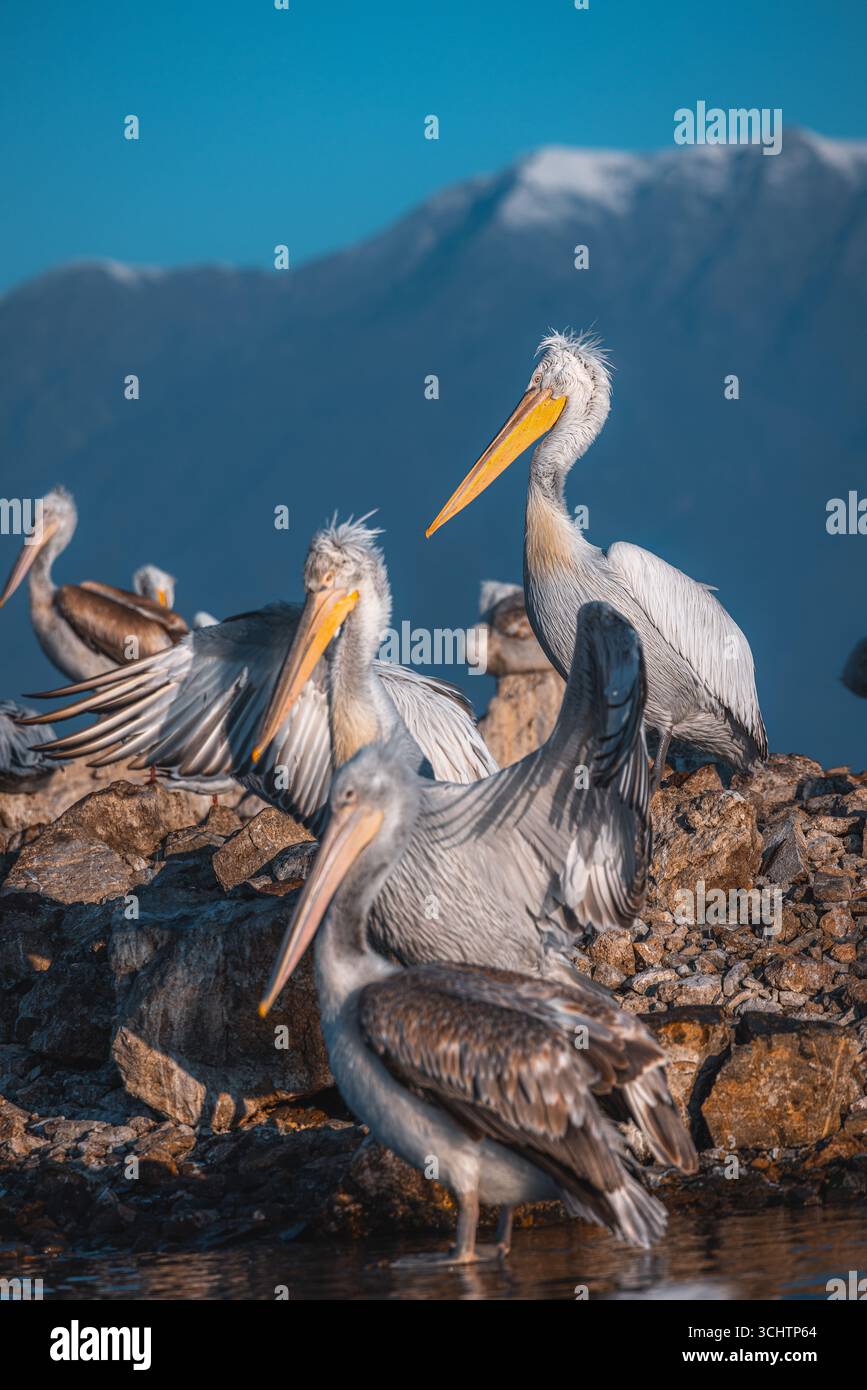 Lake Kerkini in Greece is a top spot to see Dalmatian pelicans—majestic ...