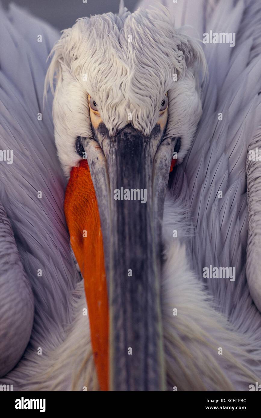 Lake Kerkini in Greece is a top spot to see Dalmatian pelicans—majestic ...