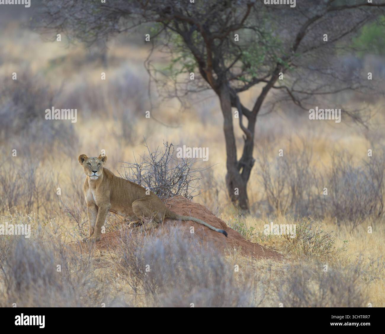 Female lion laying under hi-res stock photography and images - Alamy