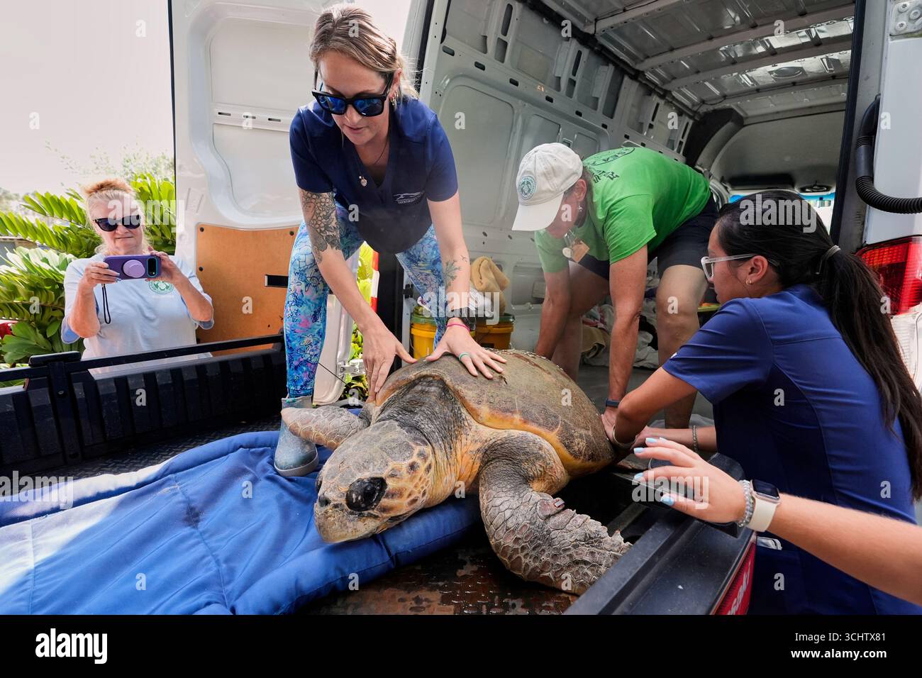 Employees of the Brevard Zoo's Turtle Healing Center load a loggerhead ...
