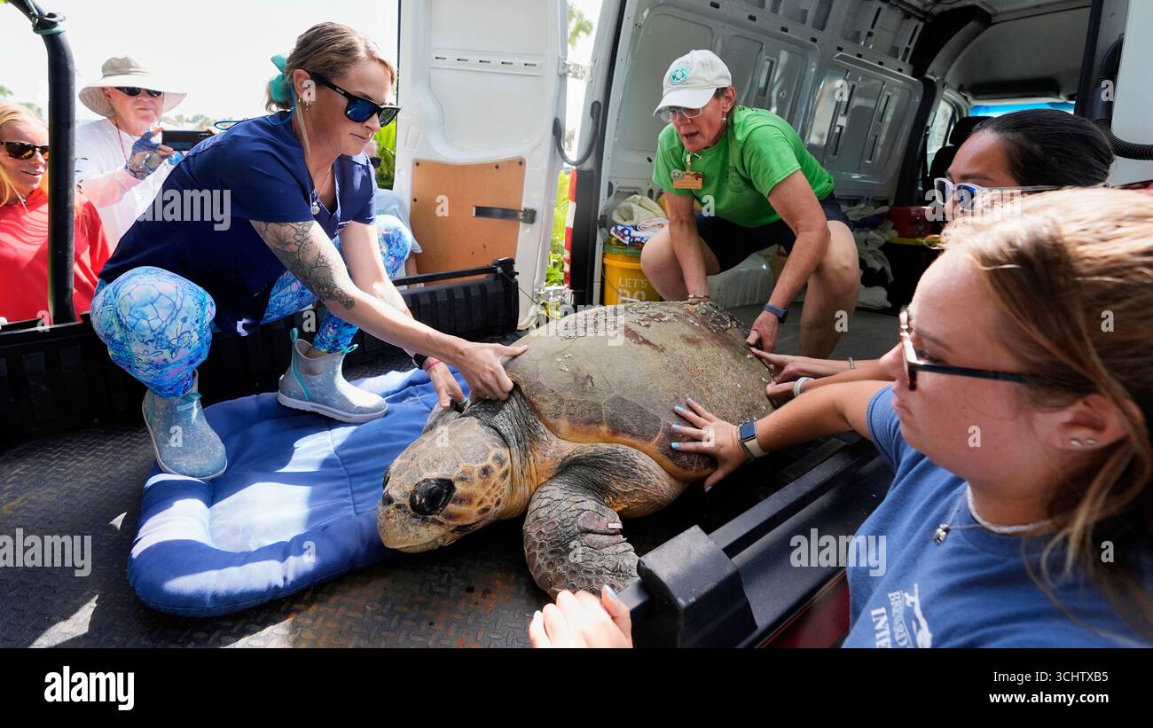 Employees of the Brevard Zoo's Turtle Healing Center load a loggerhead ...