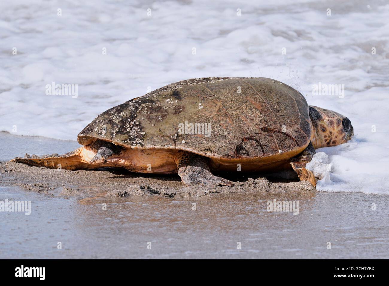 After recovering from health problems a 230 pound loggerhead turtle ...
