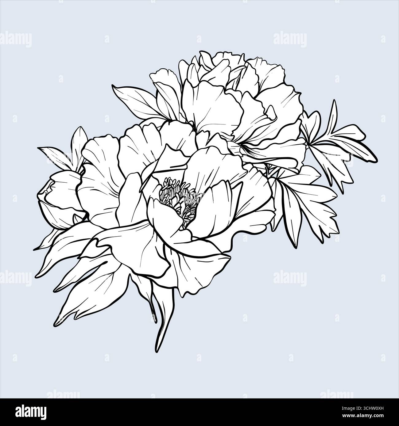 Peony flower black line Stock Vector Images - Alamy