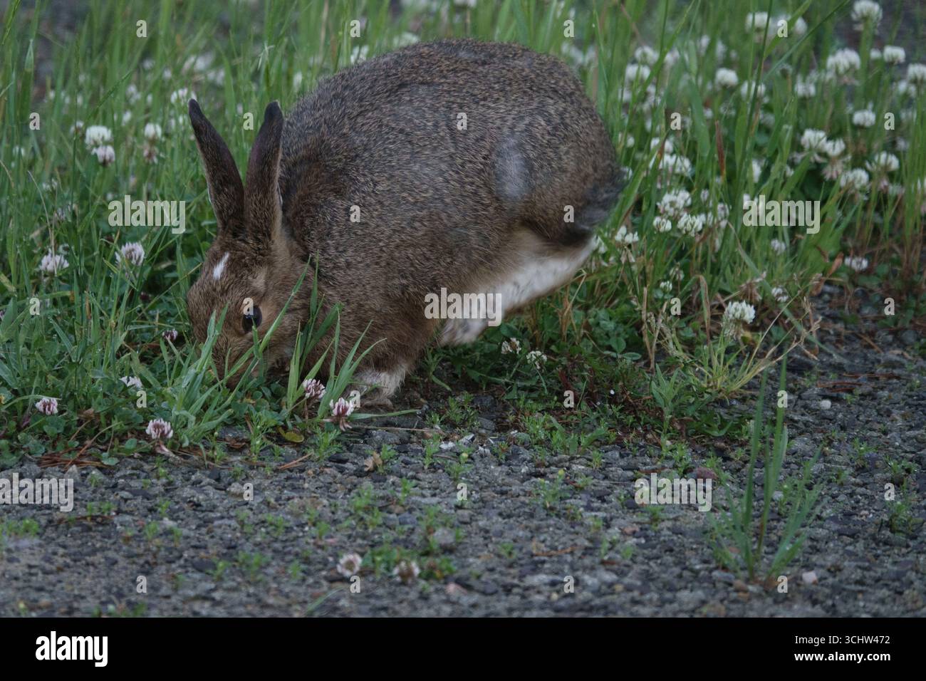 Large hind feet of this snowshoe hare (Lepus americanus) are evident as ...