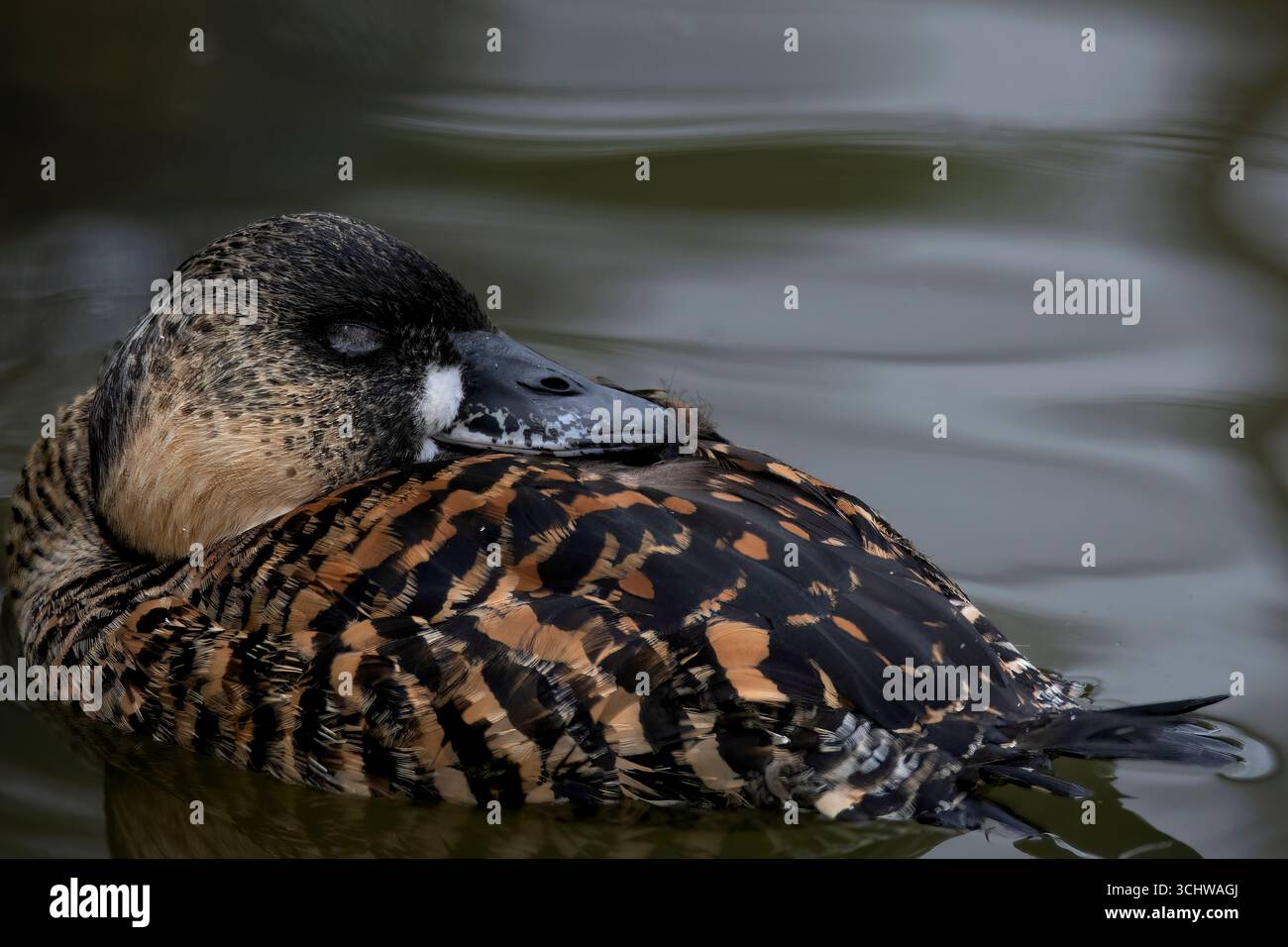 The White-Backed Duck (Thalassornis leuconotus), a waterbird of the ...