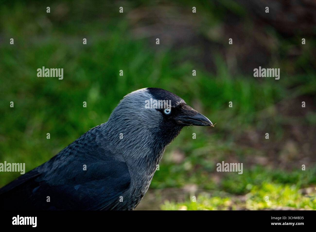 The Western Jackdaw (Coloeus monedula), also known as the Eurasian ...
