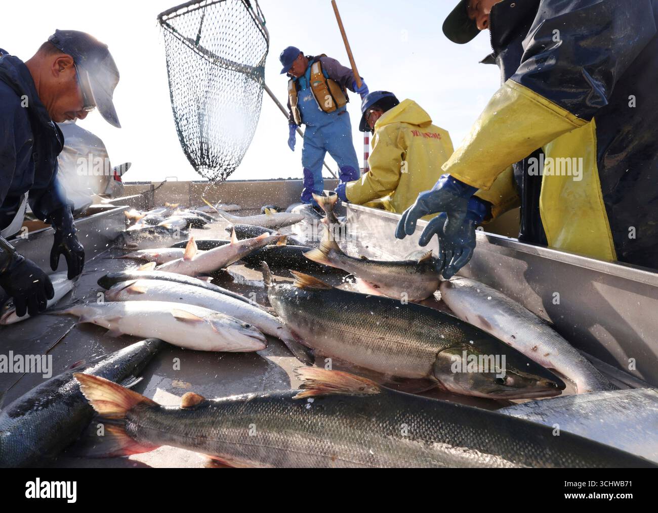 Akisake salmons are landed as the fixed-shore-net fishing season was ...