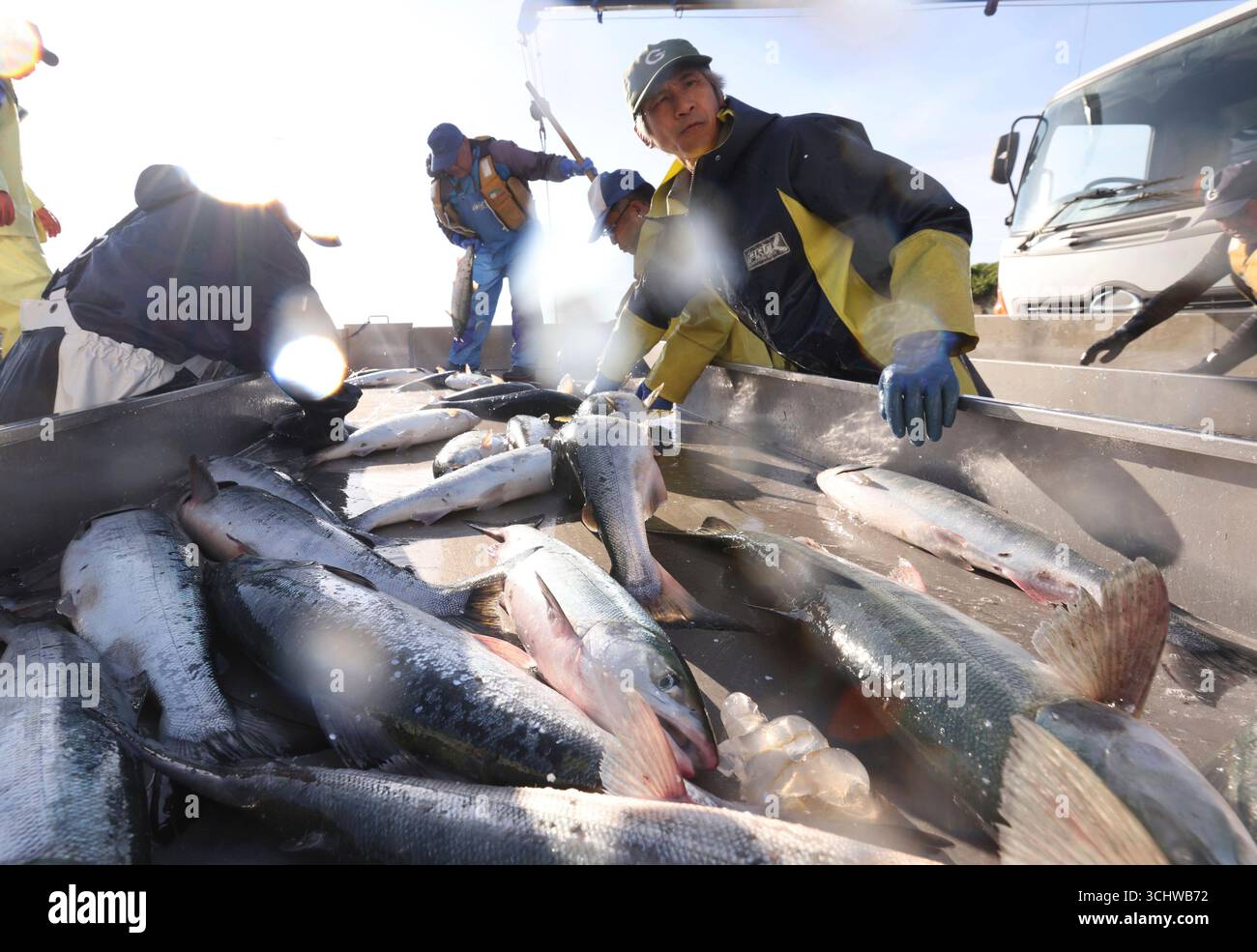Akisake salmons are landed as the fixed-shore-net fishing season was ...