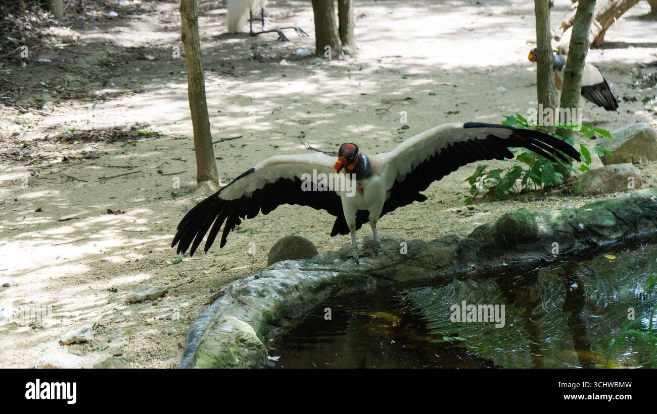 A young Andean Condor at the Colombian national aviarium, Barú island ...
