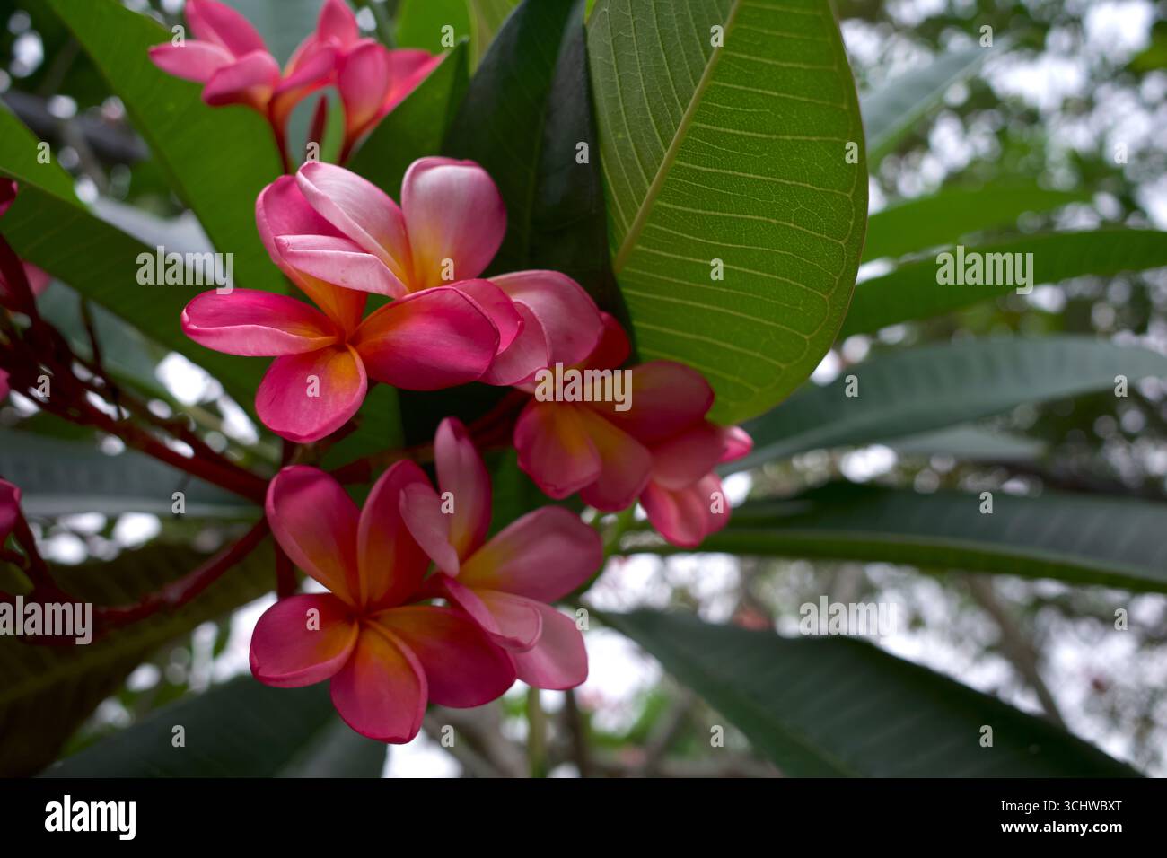 Pink Kamboja flower (Plumeria), a genus of flowering plants in the ...