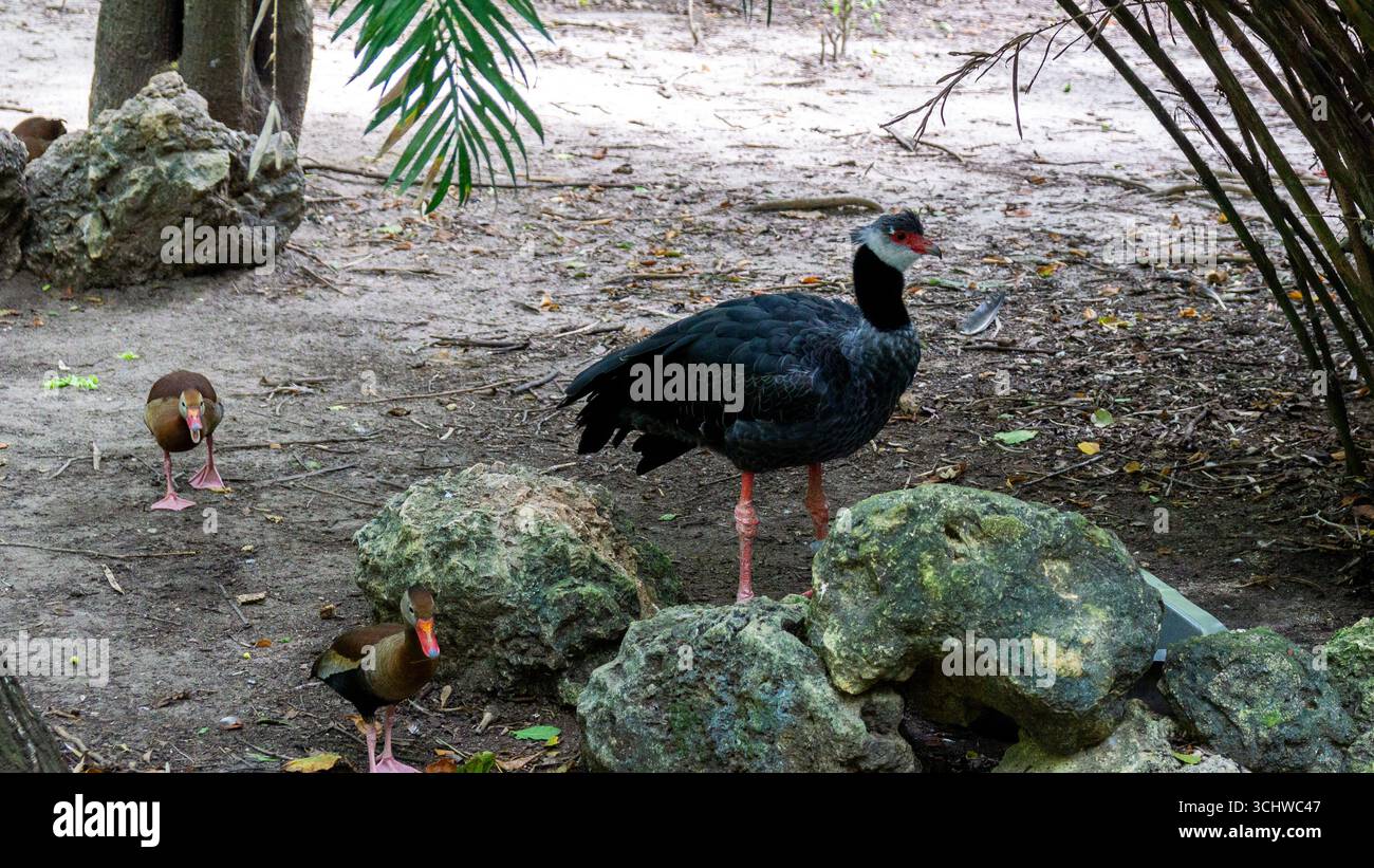A "pava crestada" (Ortalis vetula) together with a small duck at the ...