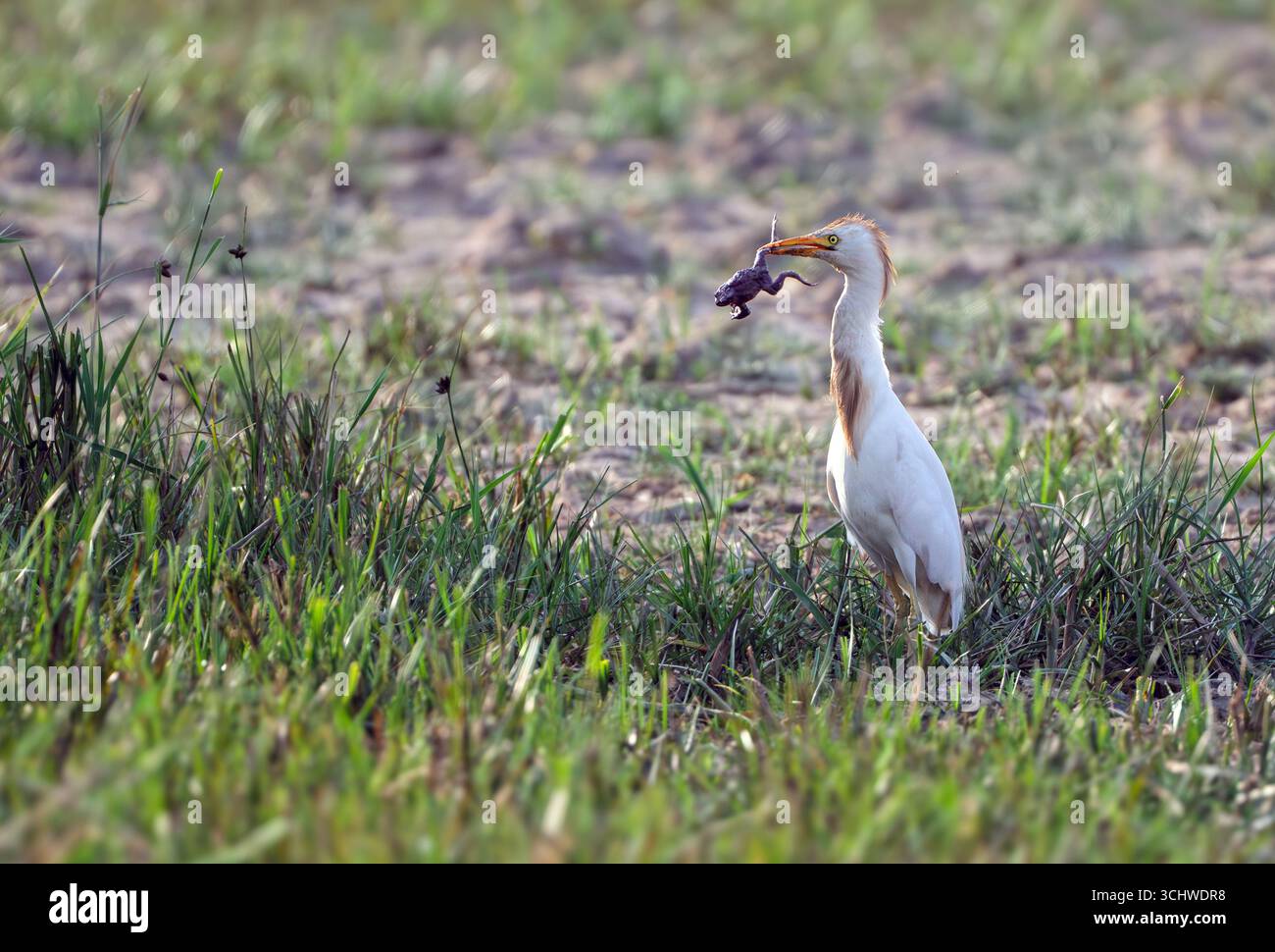 Western Cattle Egret Bubulcus ibis catches a Common Toad on the Cley ...