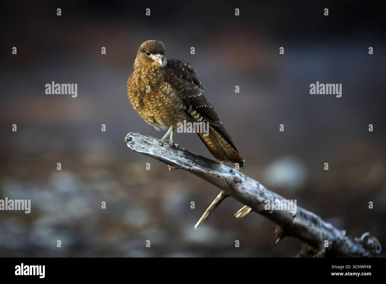 Vogel von paraguay hi-res stock photography and images - Alamy