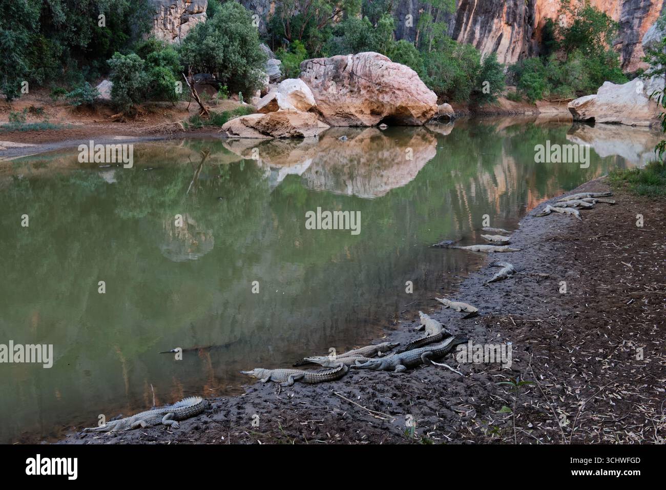 Freshwater crocodiles on the bank of the Lennard River in the Windjana ...