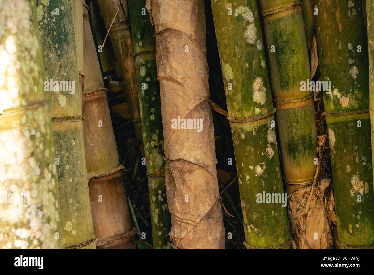 Close up bambu trees hi-res stock photography and images - Alamy