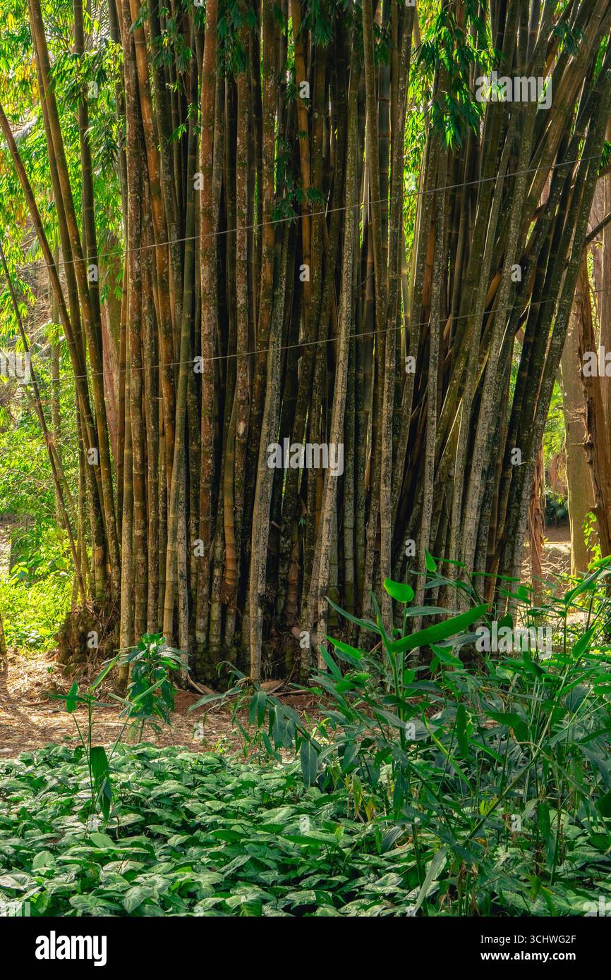 Close up Bambu trees, in the National Park Horto Florestal, Sao paulo ...