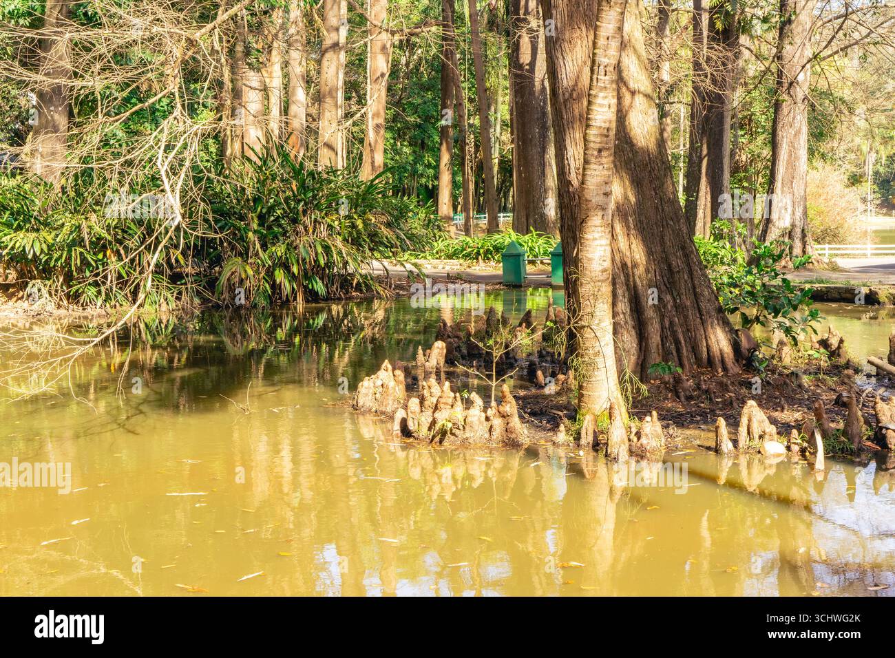 National park horto florestal hi-res stock photography and images - Alamy