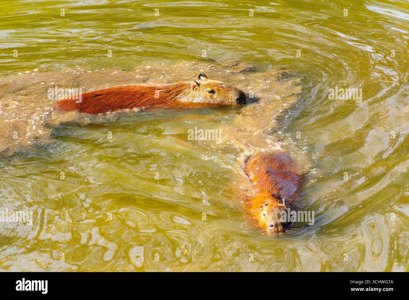 Two Capibara's in the National Park Horto Florestal. Sao Paulo, Brazil ...