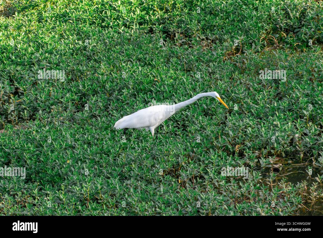 National park horto florestal hi-res stock photography and images - Alamy