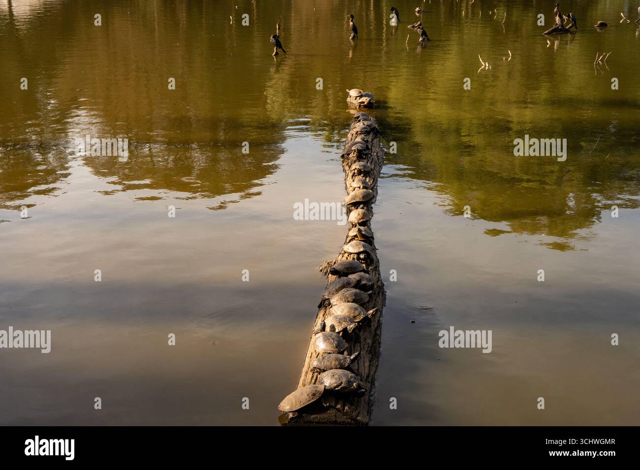National park horto florestal hi-res stock photography and images - Alamy