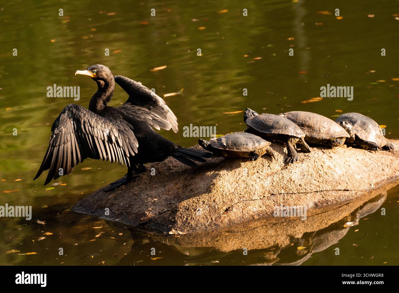 Birds and turtles on a stone. National state park Horto Florestal. Sao ...