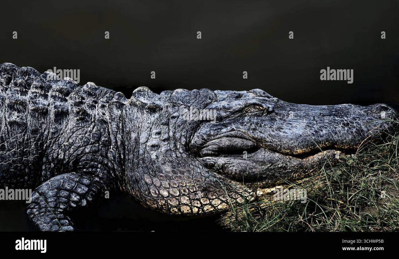 A large alligator rests at the S. Padre Island Birding, Reptile and ...