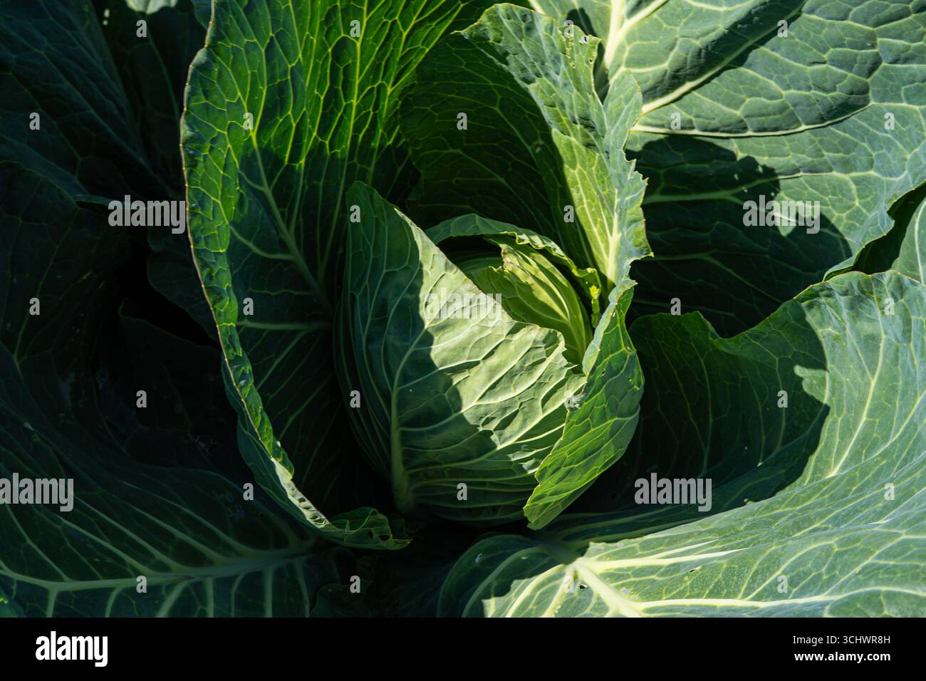 Lush Green Cabbage Head Surrounded by Vibrant Leaves in a Sunny Garden ...