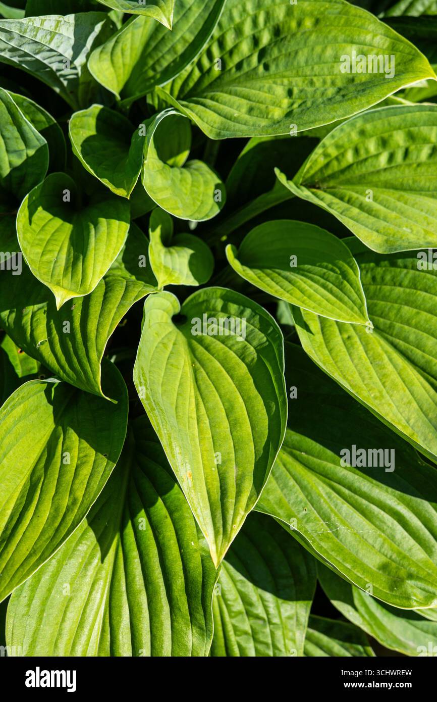 Showcasing detailed leaf structures hi-res stock photography and images ...