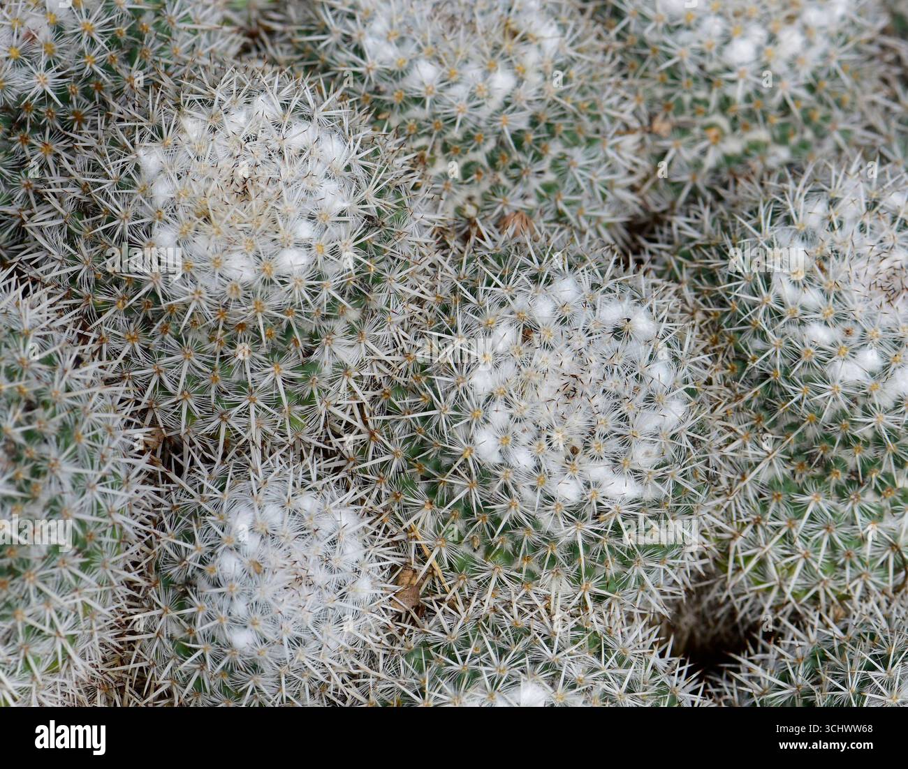 White woolly cactus (Mammillaria albilanta) is endemic to Mexico. Four ...
