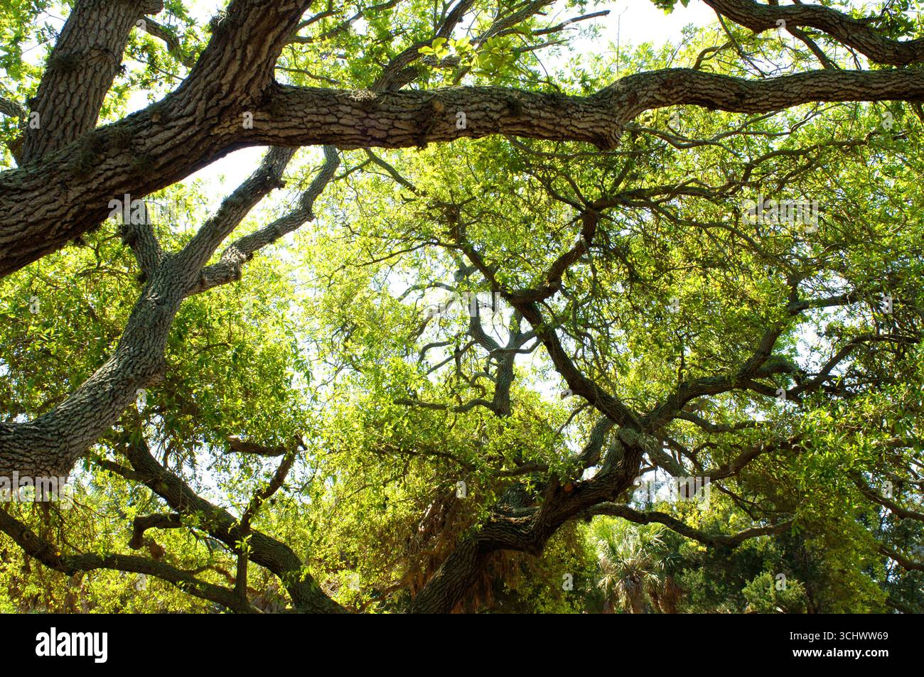 Live Oak (Quercus virginiana) Looking up through the branches of a Live ...