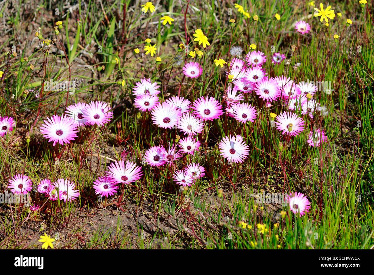 Darling vygie hi-res stock photography and images - Alamy